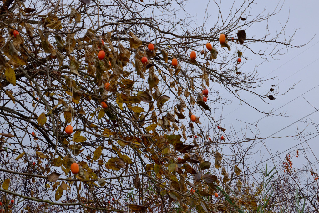 散歩中に拾った画像 #4 写友島本掲示板 - zawazawa